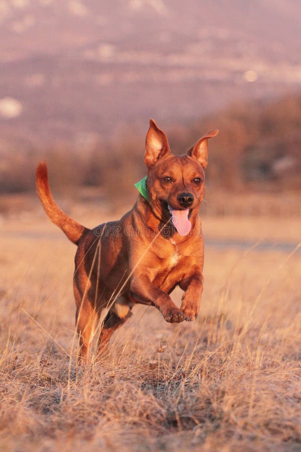 Perro corriente imagen de archivo. Imagen de entrenado - 23852943