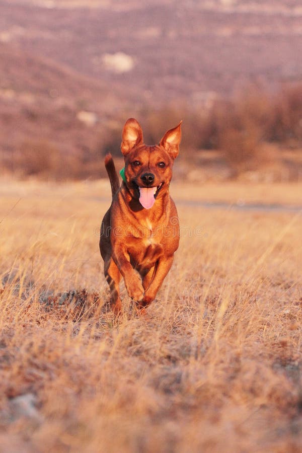 Perro corriente imagen de archivo. Imagen de hierba, exterior - 23852979