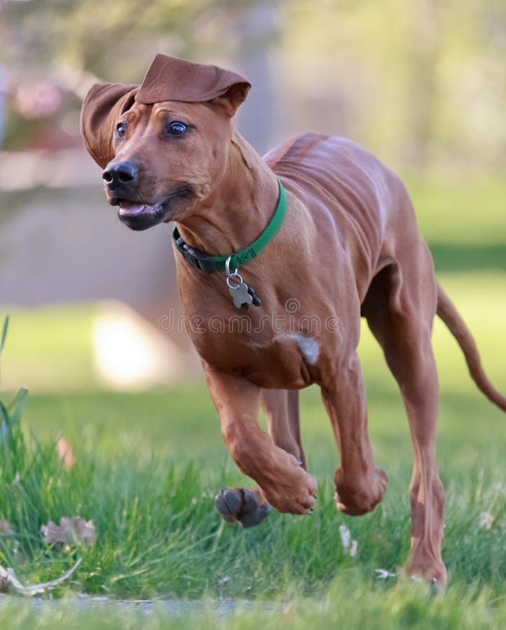 Perro corriente foto de archivo. Imagen de pista, mascota - 30731344