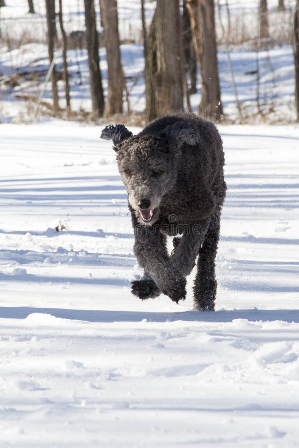 Perro corriente imagen de archivo. Imagen de perrito - 38115515