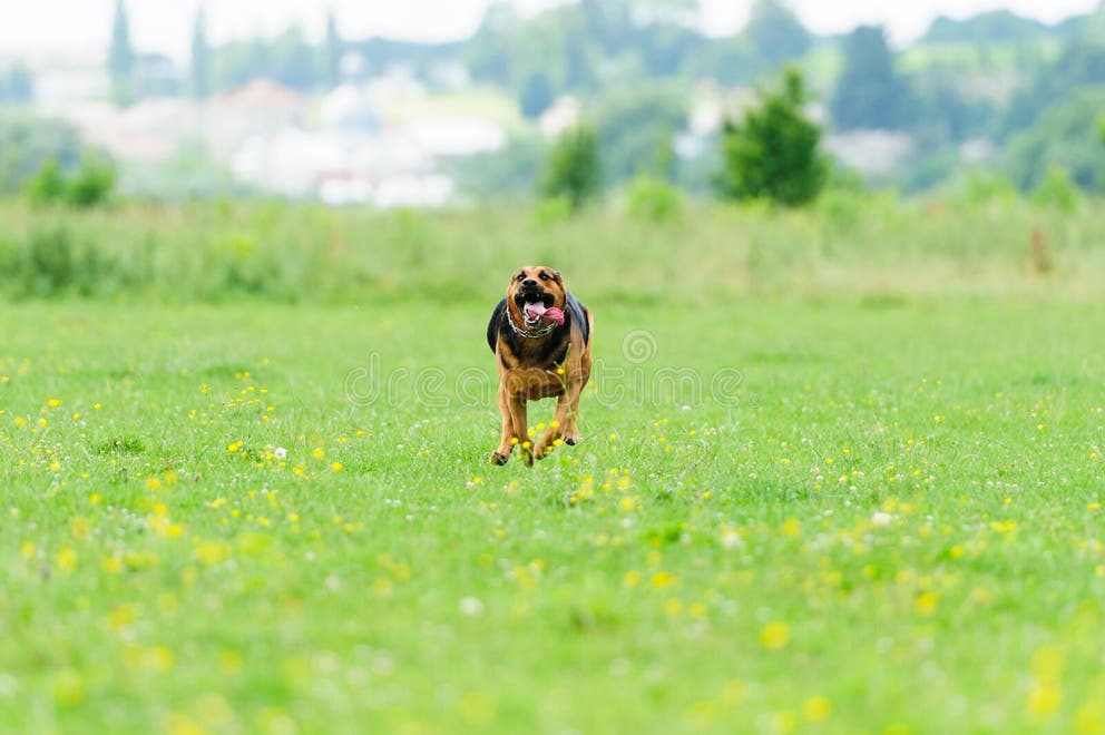Perro corriente foto de archivo. Imagen de despreocupado - 39778632