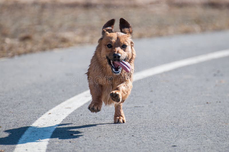 Perro corriente imagen de archivo. Imagen de animales - 50559457
