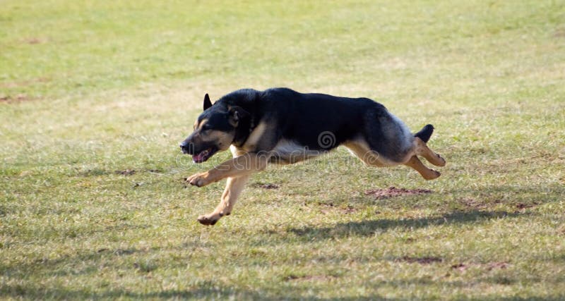 135 Perro Pastor Alemán Corriente Fotos de stock - Fotos libres de ...