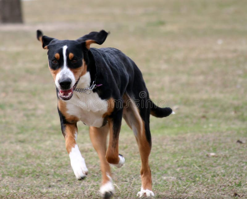 Perro corriente foto de archivo. Imagen de movimiento, carrera - 555704