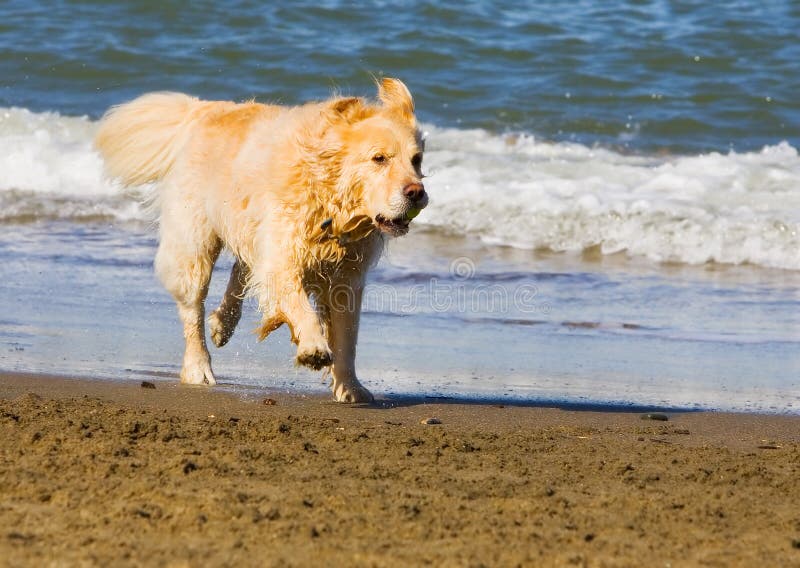 Perro Corriente Imagen. Imagen: 762064