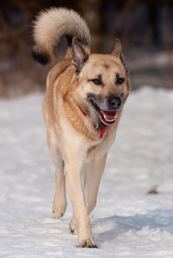Perro corriendo foto de archivo. Imagen de bozal, bestia - 9602034