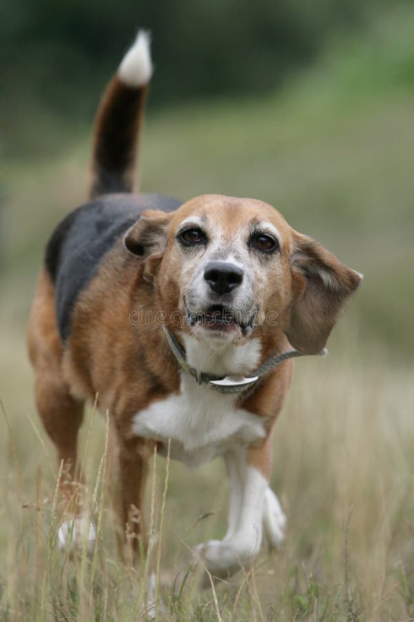 550 Perro Negro Corriente Fotos de stock - Fotos libres de regalías de ...