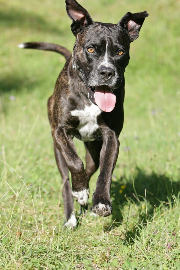 Perro Corriente Del Corso Del Bastón Foto de archivo - Imagen de cubo ...