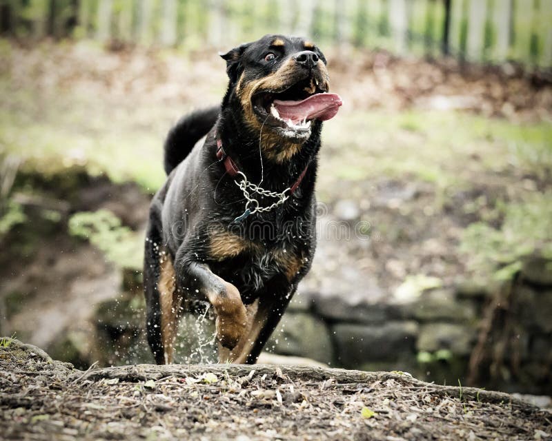 Perro Corriente Del Rottweiler Foto de archivo - Imagen de mirada ...