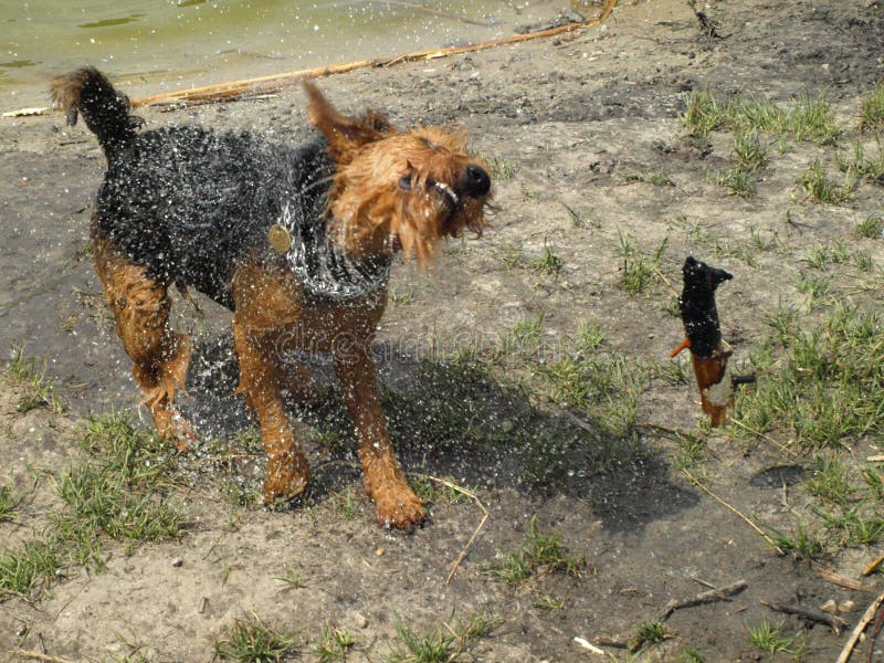 Perro corriente en campo imagen de archivo. Imagen de animal - 122900787