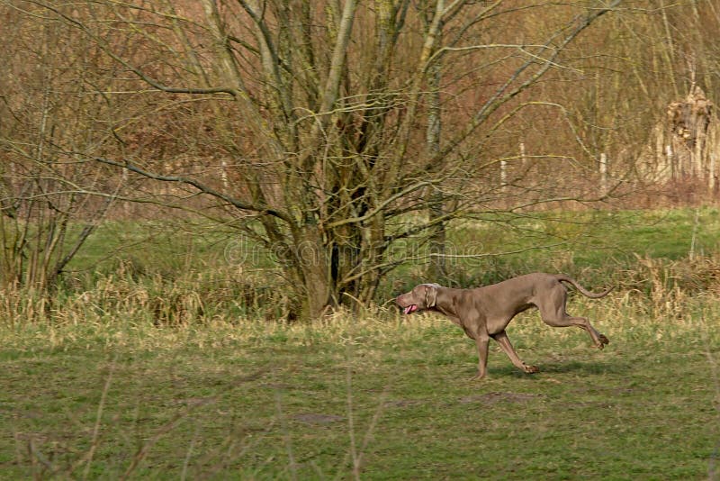 Perro Corriente En Un Prado Verde - Canis Del Galgo Foto de archivo ...