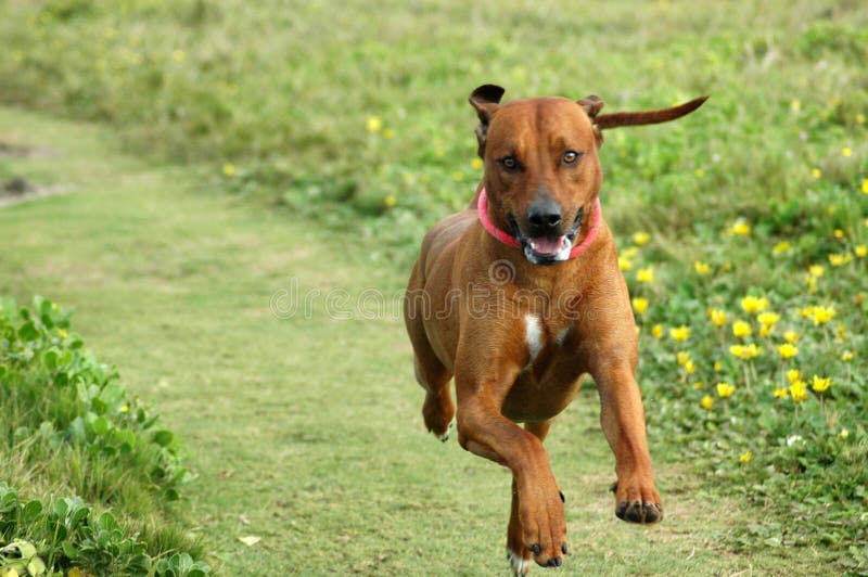 Perro corriente feliz imagen de archivo. Imagen de disfrutar - 3299295