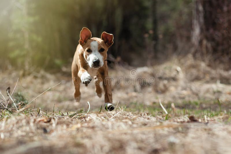 Perro Corriente, Staffordshire Terrier Imagen de archivo - Imagen de ...