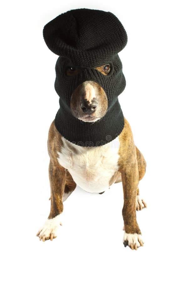 Perro criminal foto de archivo. Imagen de mascotas, lengüeta - 13133588