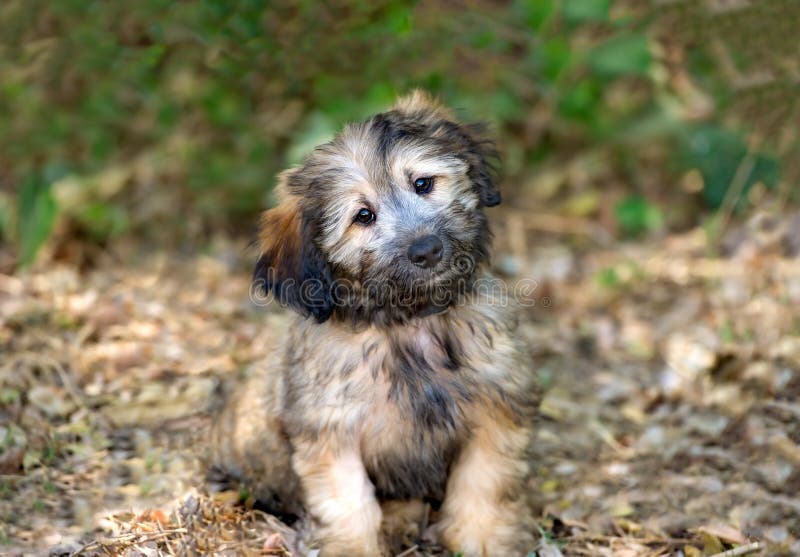 Perro curioso imagen de archivo. Imagen de pista, perro - 100161427