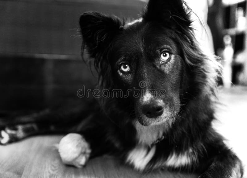 Perro curioso imagen de archivo. Imagen de perrito, patas - 100267161