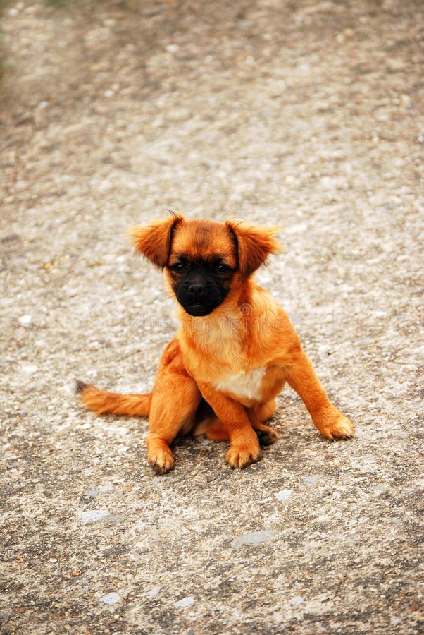 Perro curioso foto de archivo. Imagen de curioso, juego - 16373642