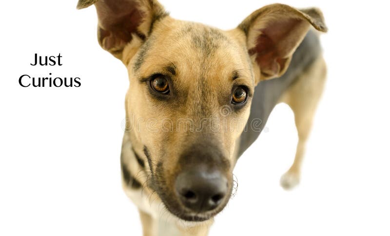 Perro Curioso Aislado En Blanco Imagen de archivo - Imagen de sonriente ...