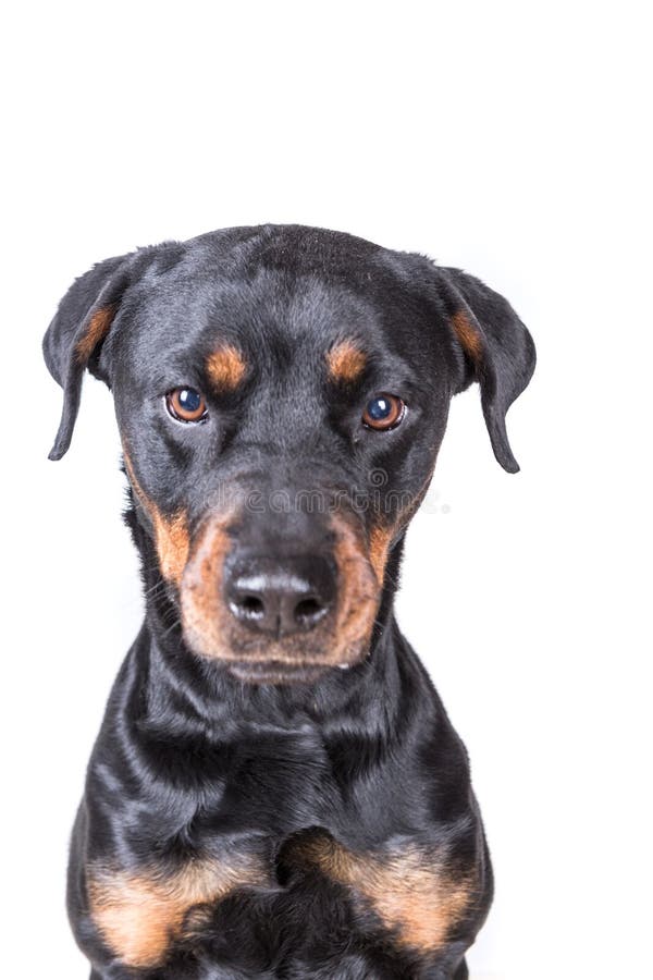 Perro curioso feliz imagen de archivo. Imagen de honestidad - 82246757