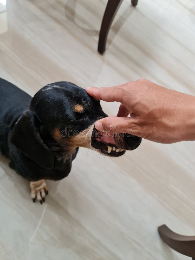 Perro Daschund Siendo Examinado De Sus Colmillos Imagen de archivo ...