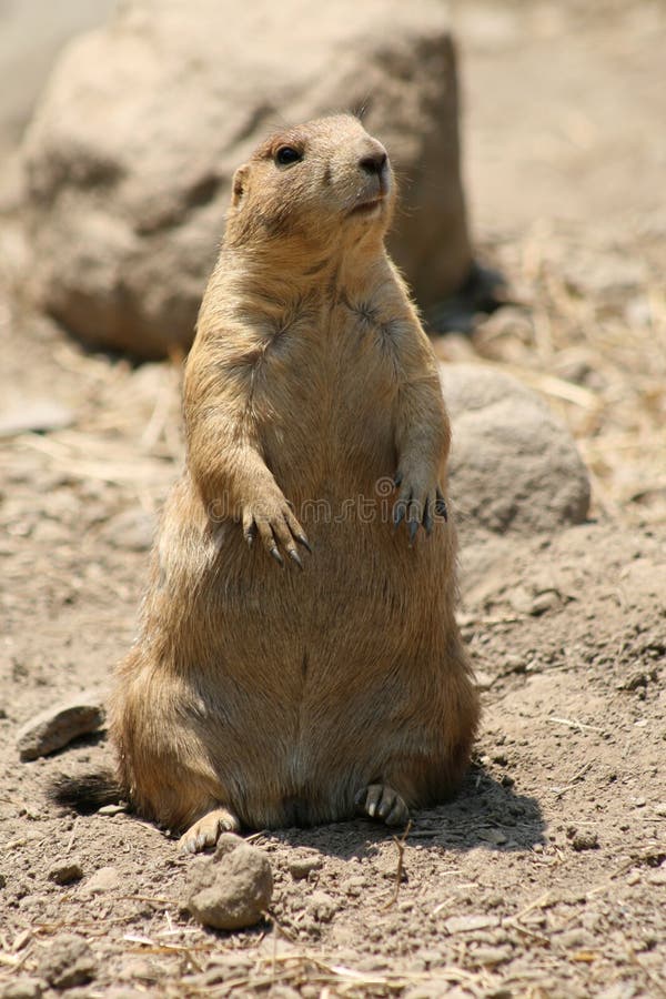 Tres Perros De Pradera En La Madriguera Foto de archivo - Imagen de ...