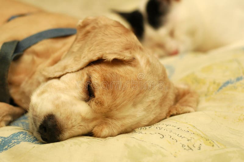 Perro De Aguas De Cocker Cansado Foto de archivo - Imagen de interior ...