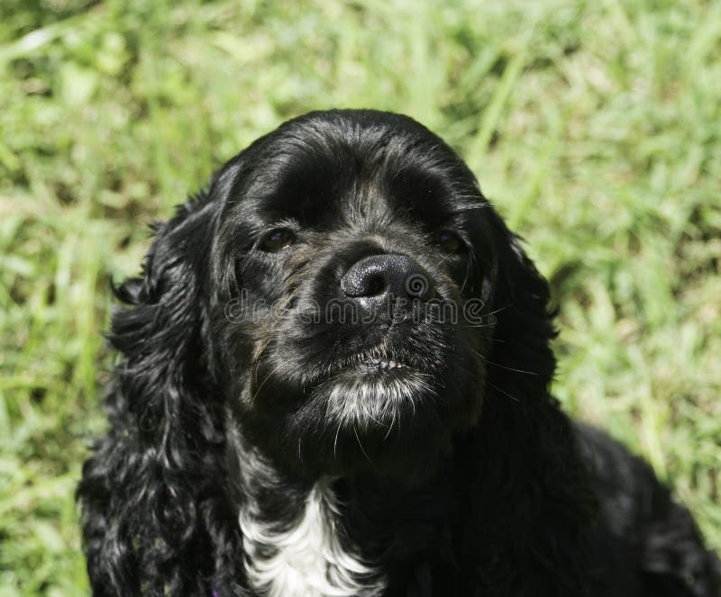 Perro De Aguas De Cocker Negro Imagen de archivo - Imagen de mascota ...