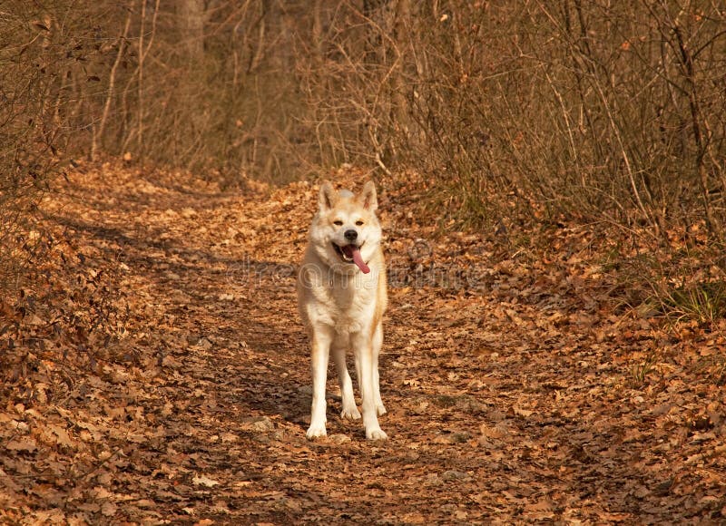 Perro de Akita imagen de archivo. Imagen de japonés, exterior - 24850087