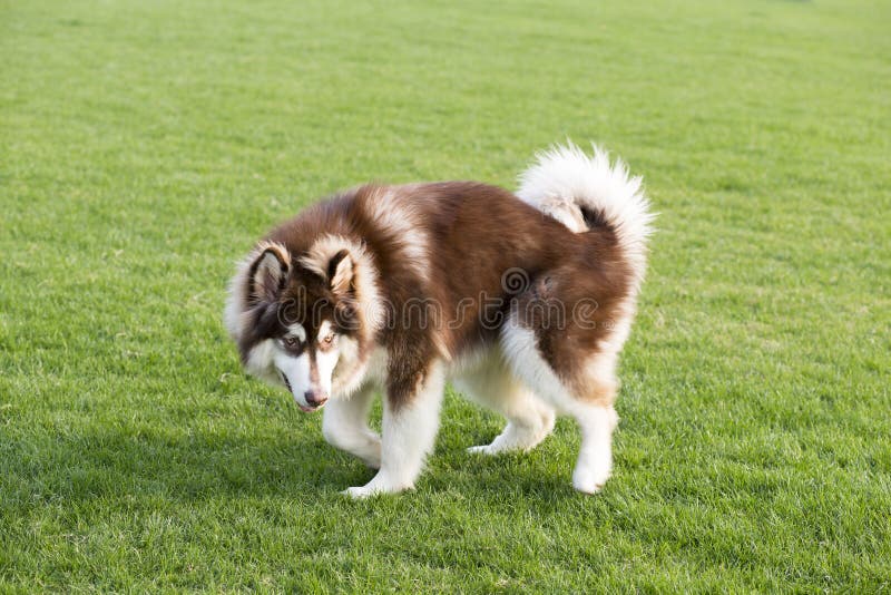 Perro de Alaska imagen de archivo. Imagen de retrato - 104931495