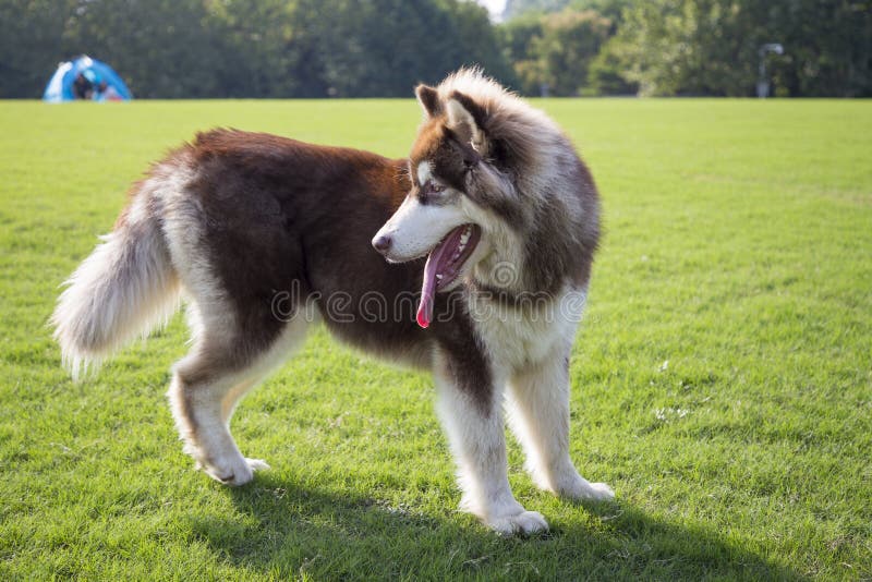 Perro De Alaska Del Gigante Imagen de archivo - Imagen de lazo, nieve ...