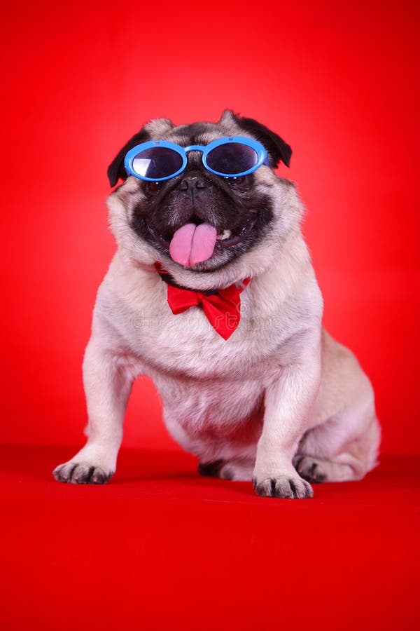 Perro De Animal Doméstico Divertido Imagen de archivo - Imagen de ...