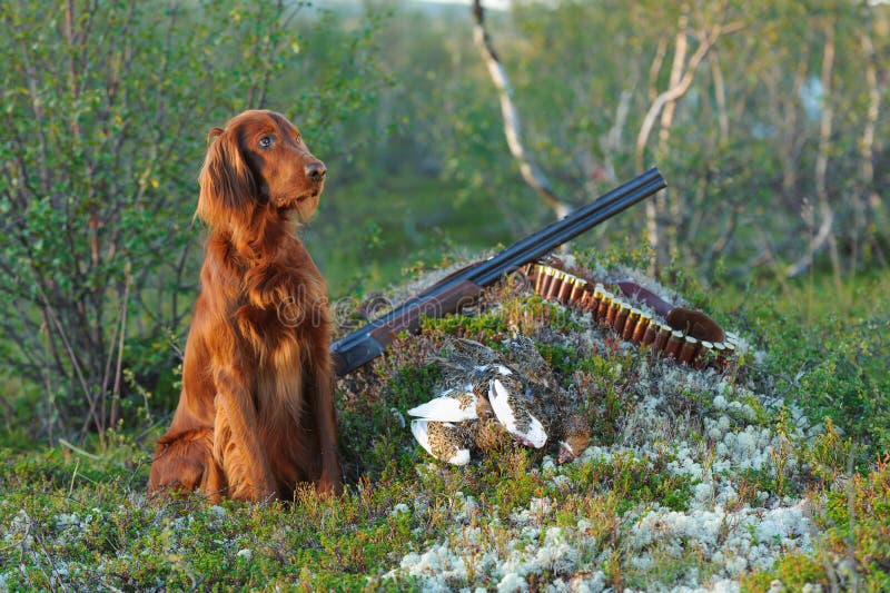 Perro De Arma Cerca a La Escopeta Y a Los Trofeos, Foto de archivo ...