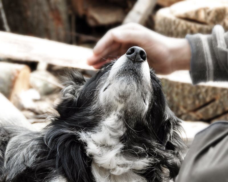 Perro De Caricia De La Mano Imagen de archivo - Imagen de perro, sereno ... Perro De Caricia De La Mano Imagen de archivo - Imagen de perro, sereno ...