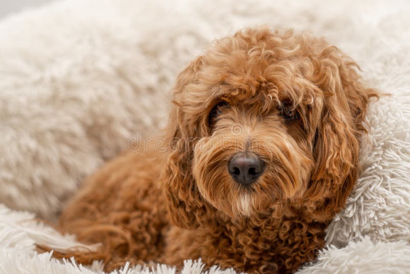 Perro De Cavapoo En Su Cama Imagen de archivo - Imagen de jengibre ...