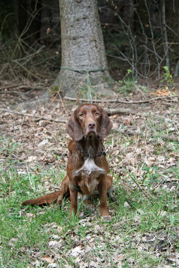 Perro de caza de Brown foto de archivo. Imagen de amigo - 22610262