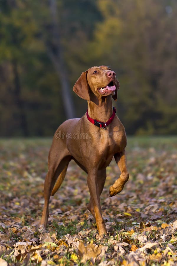 Perro De Caza De Vizsla Del Húngaro Foto de archivo - Imagen de ...