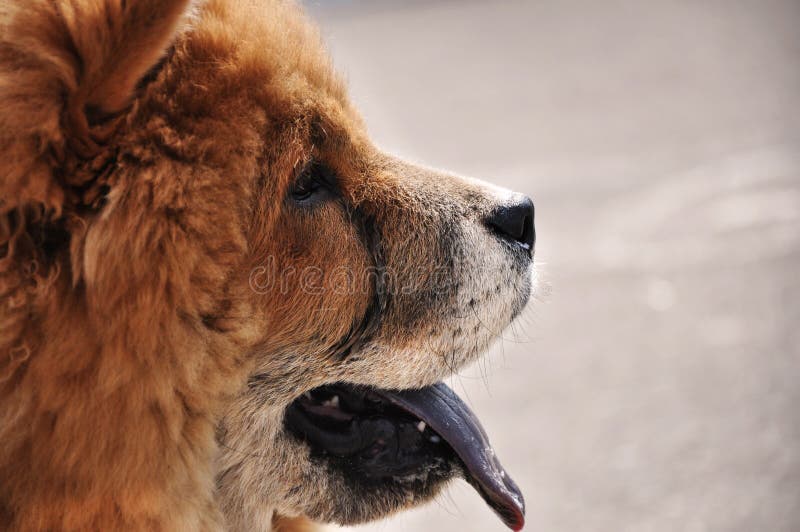 Perro de Chaw Chaw imagen de archivo. Imagen de activo - 14061431