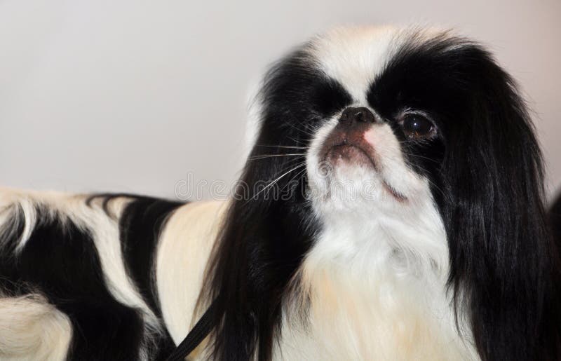 Perro de Chin del japonés imagen de archivo. Imagen de propietario ...