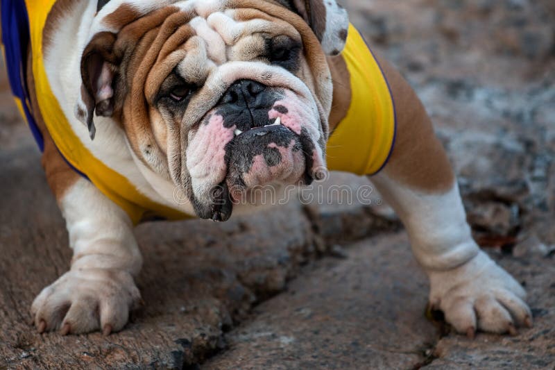 Perro De Closeup Tirado Triste Cara En El Suelo Foto de archivo ...