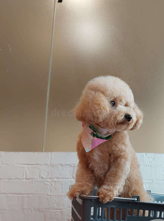 Perro De Compras De Cachorros Foto de archivo - Imagen de caniche ...