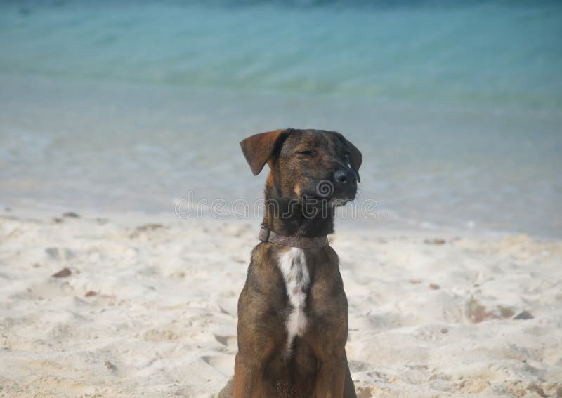 Perro De Cunucu Que Hace Una Cara Foto de archivo - Imagen de perro ...
