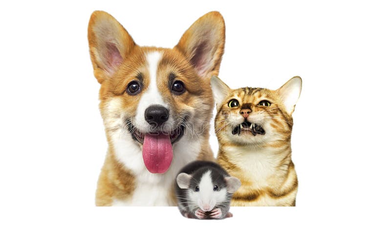 Perro De Gato Y Rata Juntos Foto de archivo - Imagen de pista, gato ...