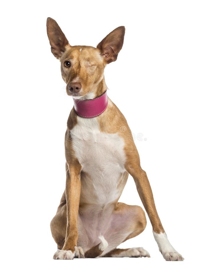 Perro De Ibizan Tuerto (2 Años) Imagen de archivo - Imagen de gente ...
