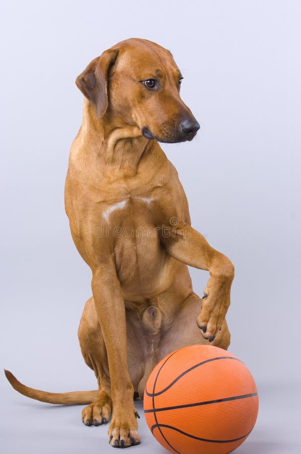 Perros Rhodesian Jovenes Y Viejos Del Ridgeback Foto de archivo ...