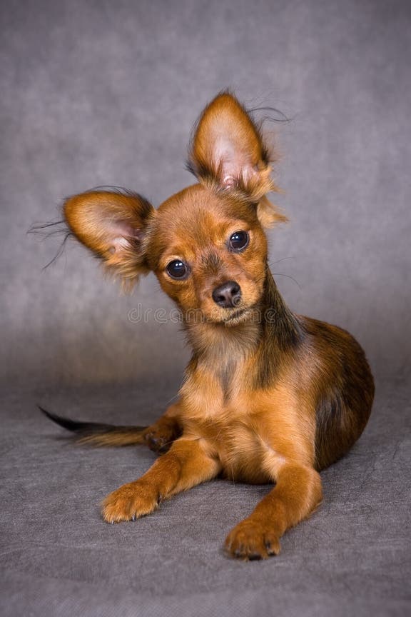 Perro de juguete ruso foto de archivo. Imagen de juguete - 19301752