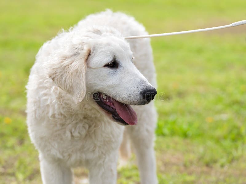 Perro De Kuvasz Del Húngaro En El Parque Foto de archivo - Imagen de ...