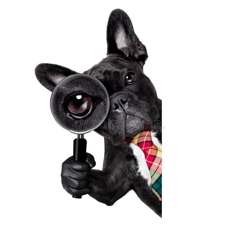 Perro de la lupa imagen de archivo. Imagen de buldog - 76525137