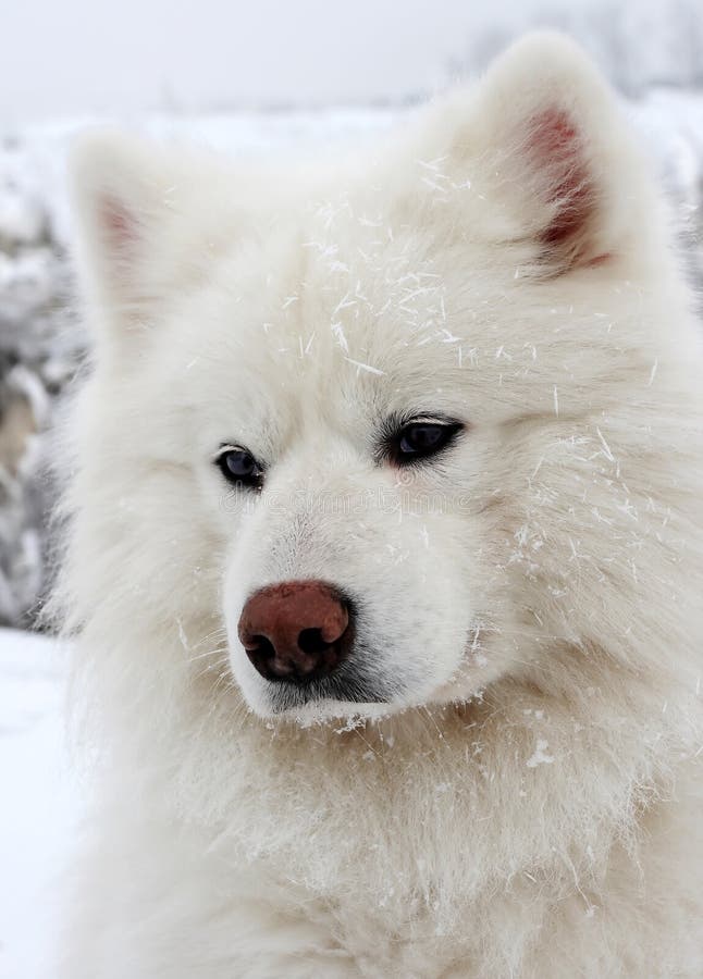 Perro de la nieve imagen de archivo. Imagen de animal - 5544919
