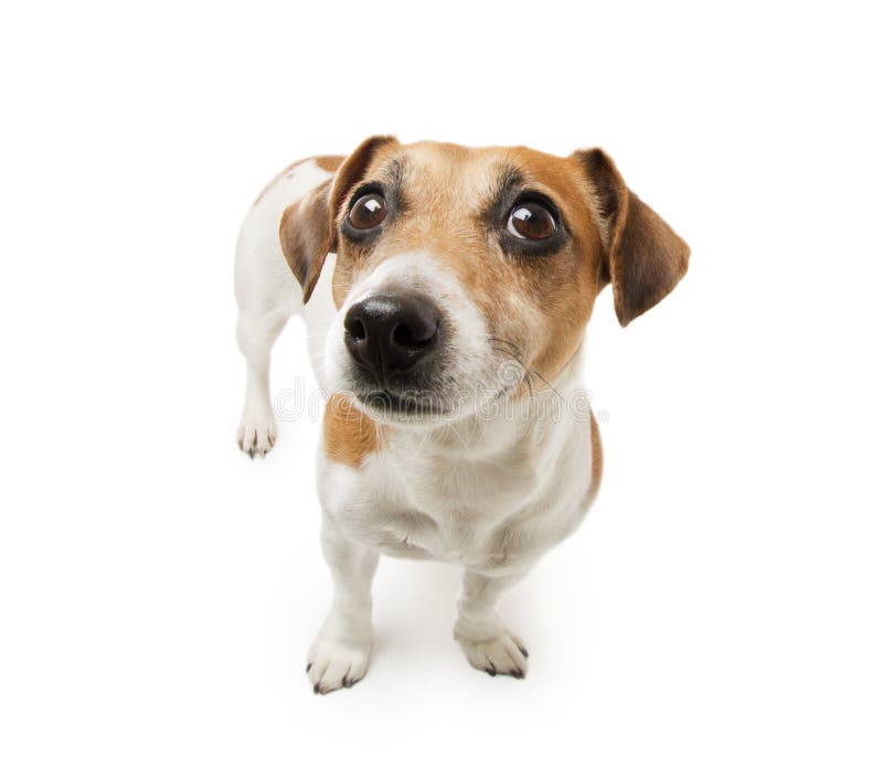 Perro de la preocupación imagen de archivo. Imagen de casta - 39500095