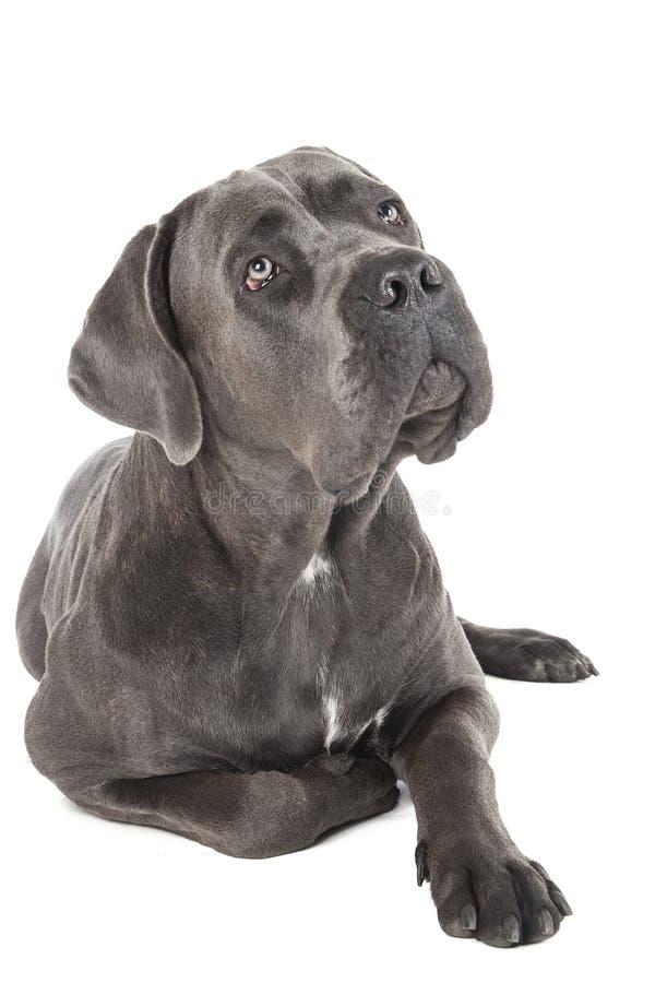 Perro De La Raza De Cane Corso Foto de archivo - Imagen de fondo, tiro ...